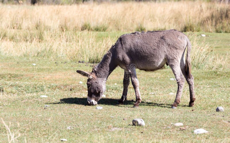 Donkey in a Pasture in the Fall Stock Photo - Image of meadow, animal ...