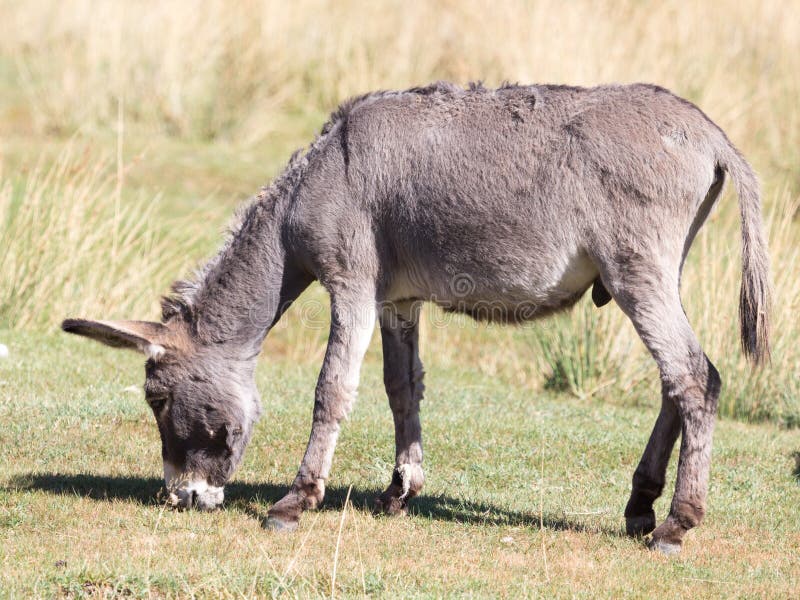 Donkey in a Pasture in the Fall Stock Image - Image of grey, autumn ...