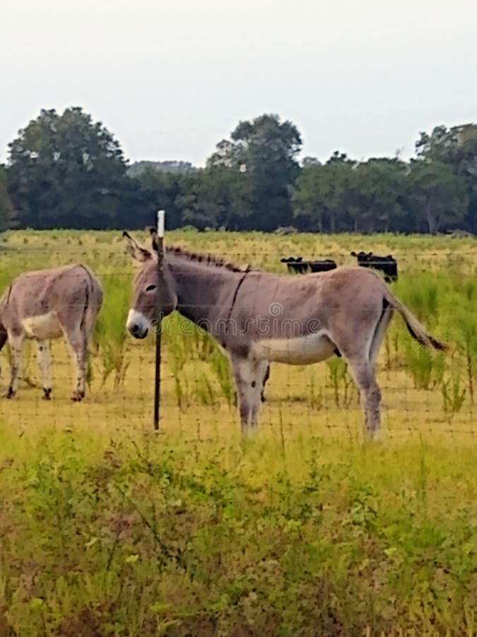 Donkey stock image. Image of tree, land, protector, cattle - 166251231