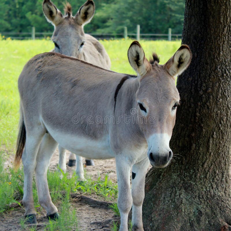 Donkey in pasture stock photo. Image of brown, donkey - 95998012