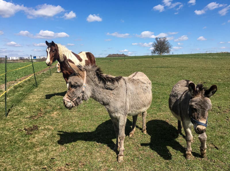 Donkey in a Pasture in Summer Stock Image - Image of herd, mule: 215233263