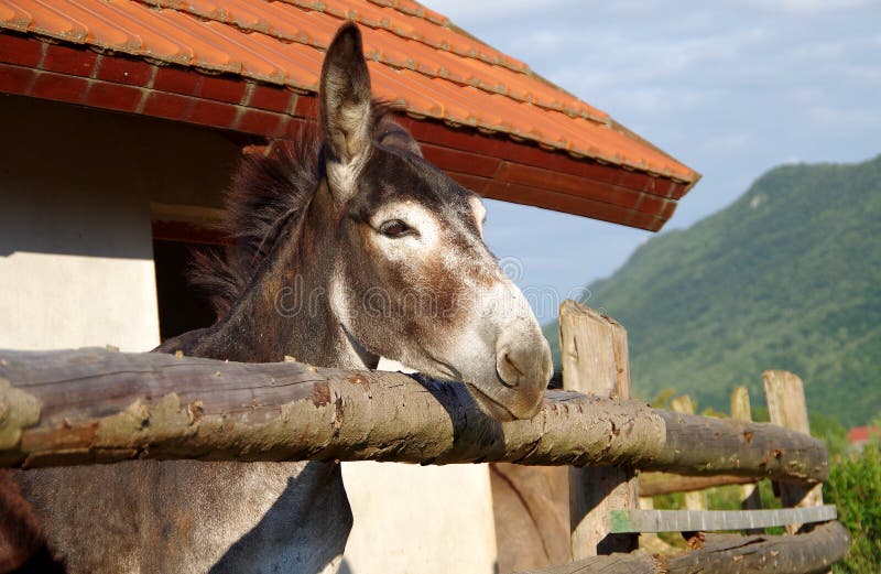 Donkey in a pen stock image. Image of livestock, fence - 61088683