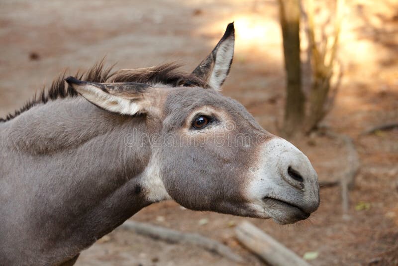 Donkey stock image. Image of poor, bankrupt, donkey, work - 44466817