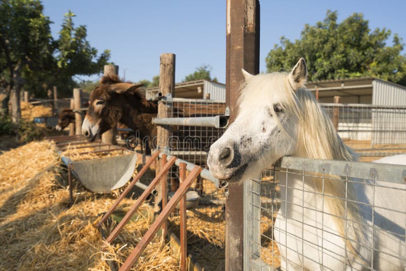 Donkey and Pony on a Farm on Cyprus Stock Image - Image of rest ...