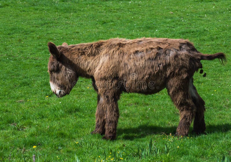 Donkey pooping stock image. Image of creature, grass - 52199135