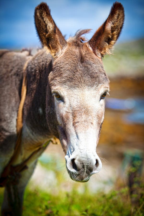 Donkey Portrait stock photo. Image of snout, donkey, rural - 21021124