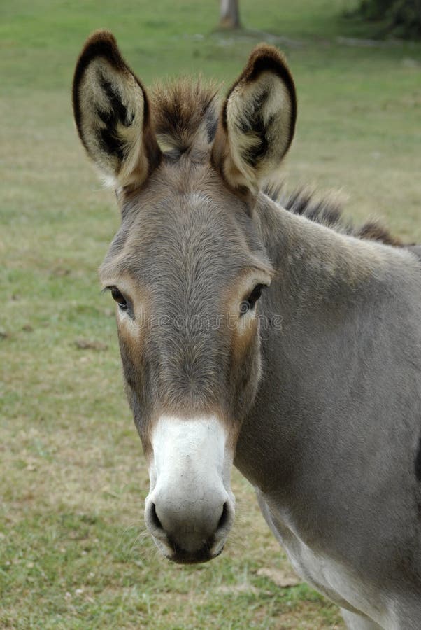 Donkey Portrait stock photo. Image of mule, barnyard, pets - 2773786