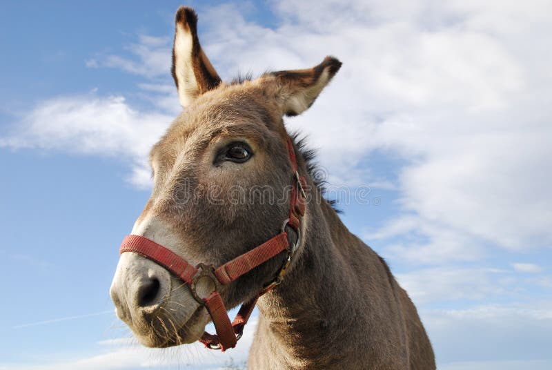Donkey stock image. Image of halter, portrait, collar - 35298069