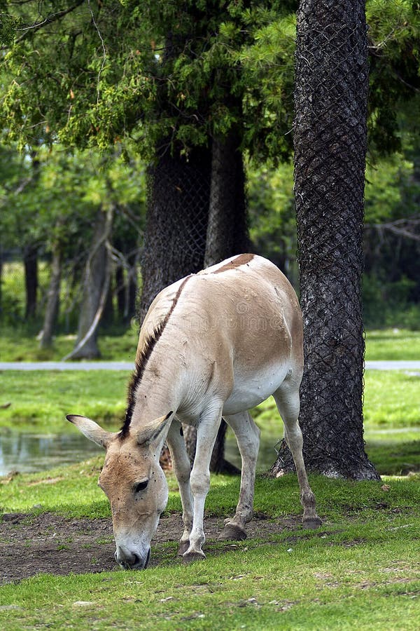 Donkey stock photo. Image of field, forest, listening - 58358416