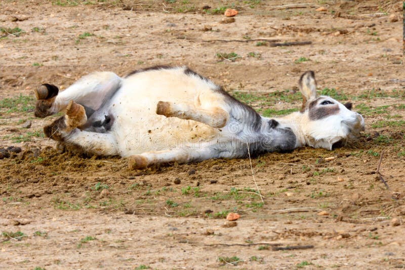 Donkey stock photo. Image of rural, rest, portrait, animal - 55459468