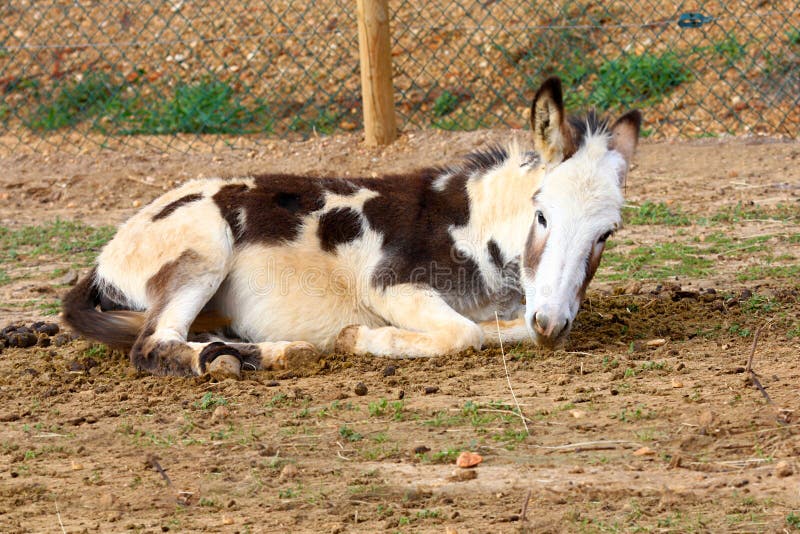 Donkey stock photo. Image of mammal, farm, livestock - 55551164