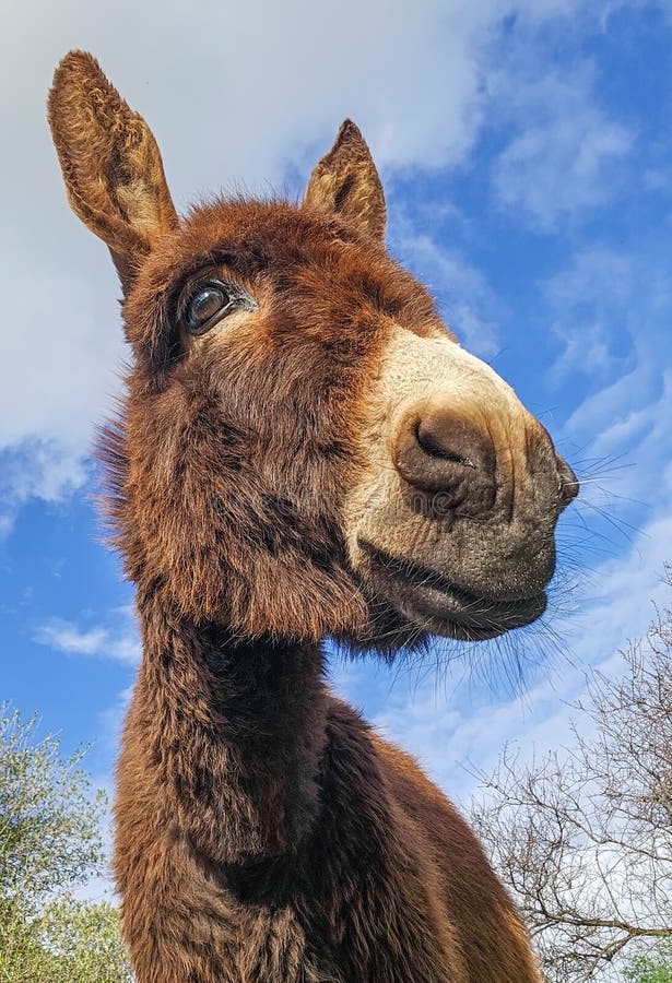 Donkey Portraits Cute Donkey Stock Image - Image of donkeyface ...