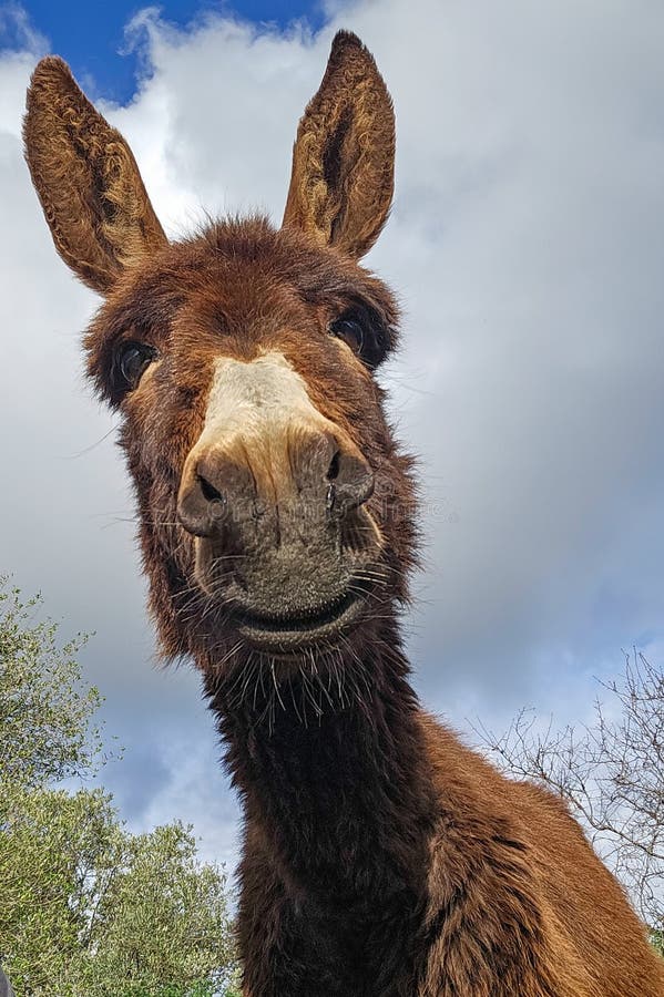 Donkey Portraits Cute Donkey Stock Image - Image of portrait, portraits ...