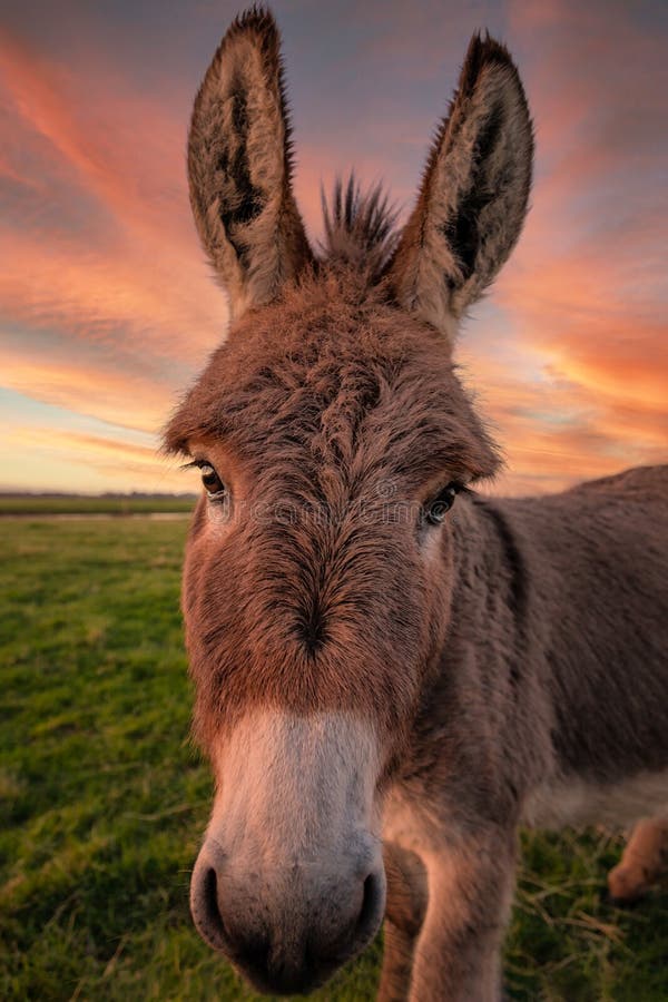 A Donkey Poses for the Camera at Sunset Stock Image - Image of nature ...