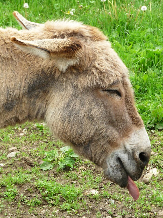 Donkey in Profile with Tongue Sticking Out Stock Image - Image of ...
