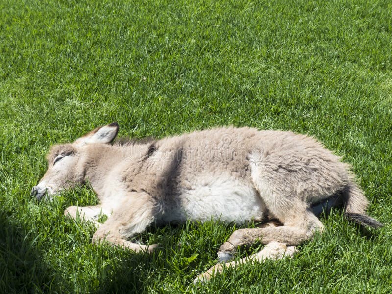 Sleeping donkey stock photo. Image of donkey, forest, wild - 5193248