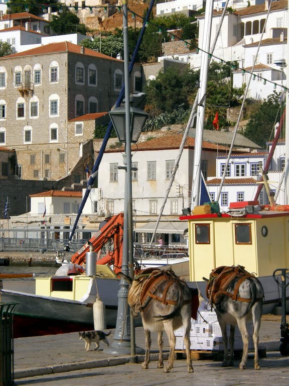 Donkey on quay stock photo. Image of scenic, marina, animals - 12116664