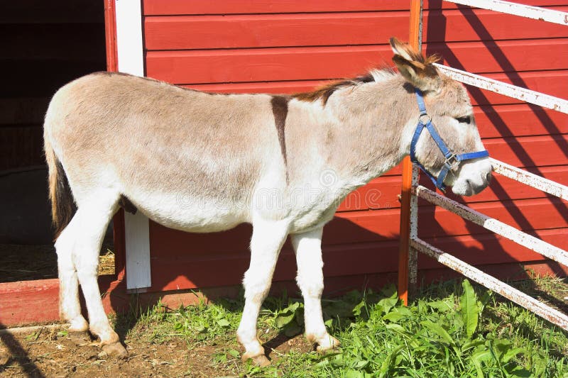Donkey and Red Barn stock image. Image of fence, white - 1322713