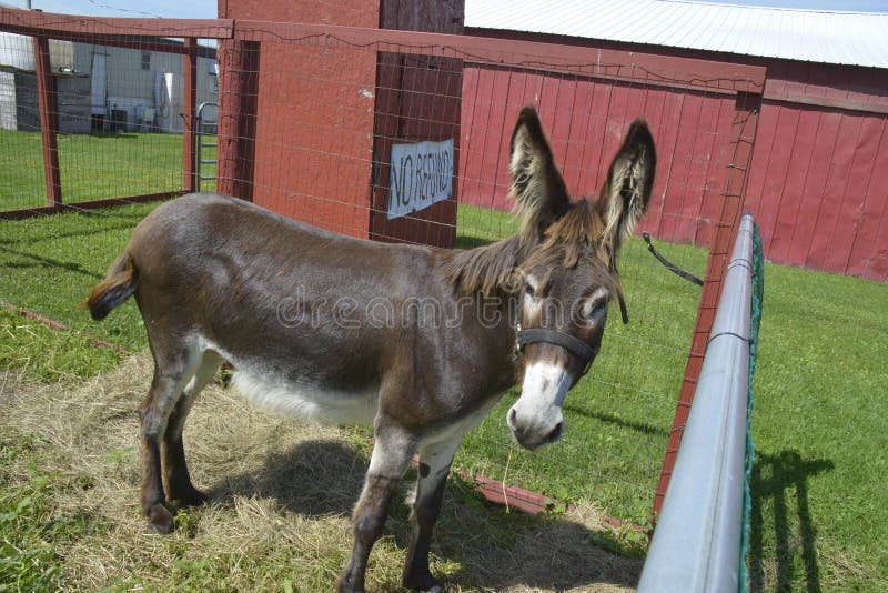 A donkey in its stall stock photo. Image of bellville - 130800722