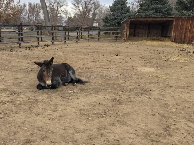 Donkey relaxing stock image. Image of straw, relaxing - 112720643