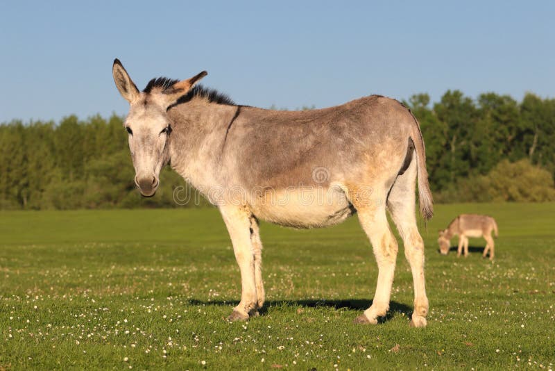 Donkey Rest on the Floral Spring Pasture Stock Photo - Image of play ...
