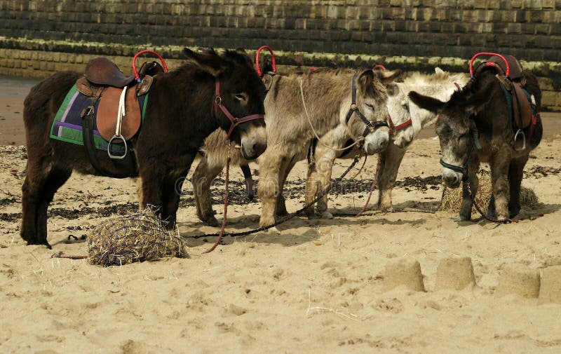 Dummy stock image. Image of hobbies, coat, technology - 2612283