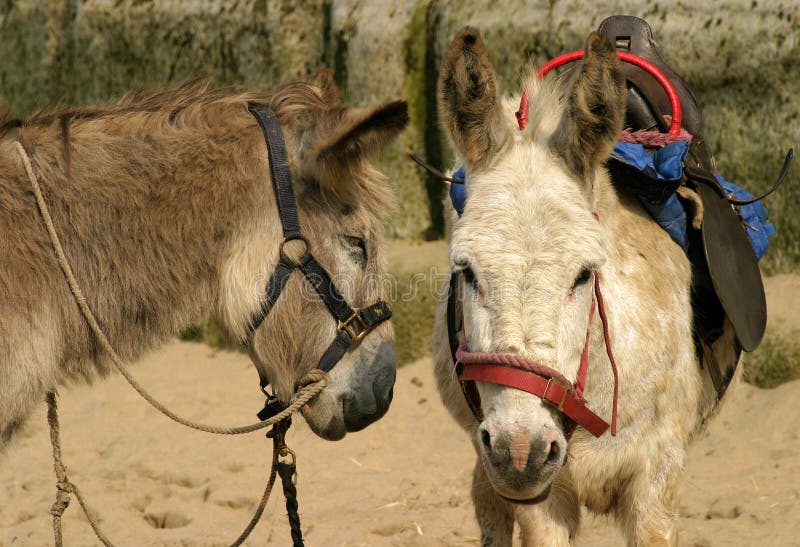 Donkey Ride stock image. Image of england, beach, brown - 150099