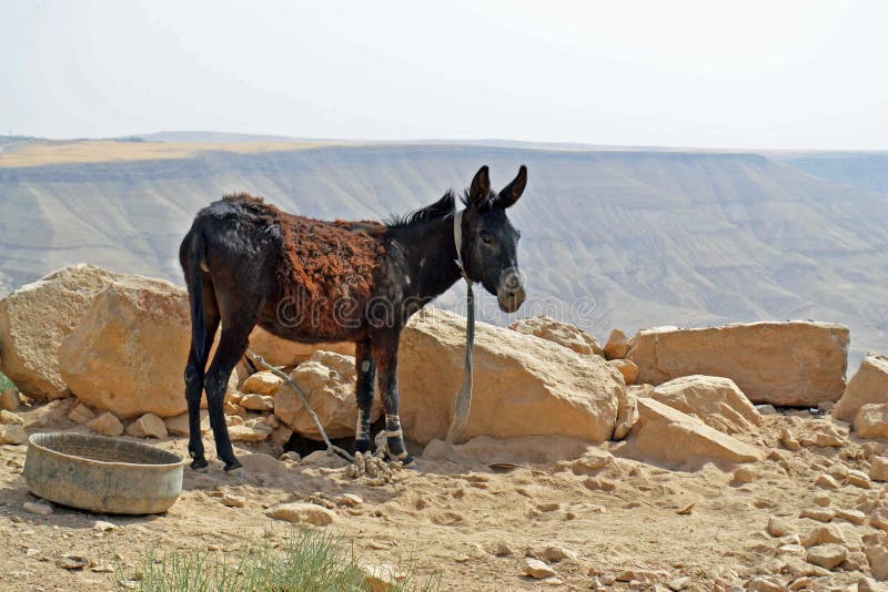 Donkey on the edge of rock stock photo. Image of destination - 32803372
