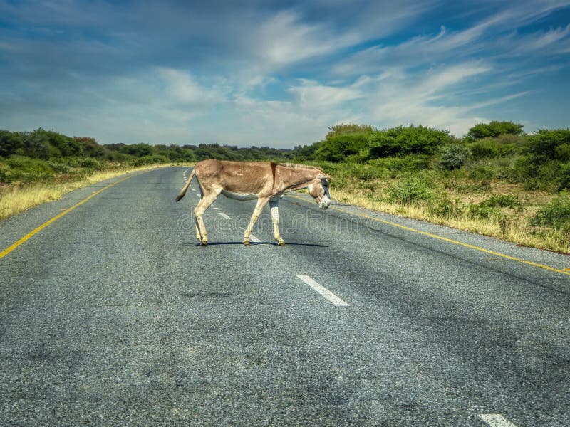 Donkey on the road stock image. Image of outdoors, desert - 233157347
