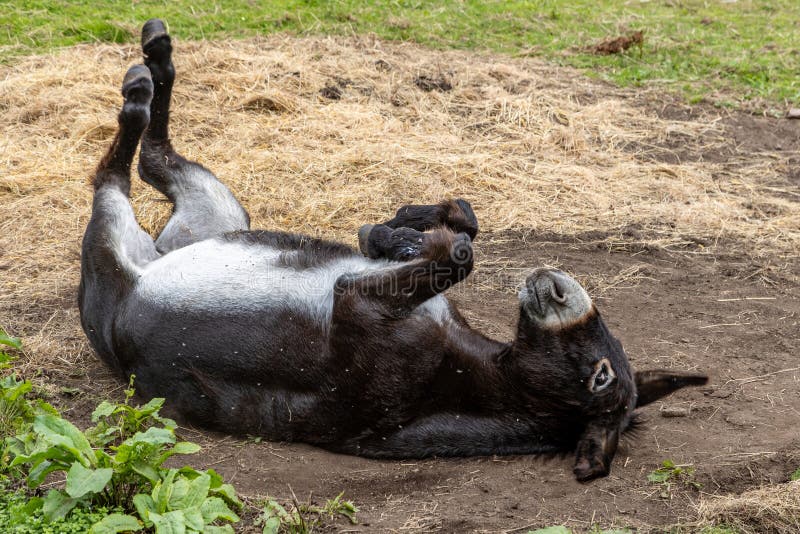 A Close Up of a Donkey on Her Back in a Field Stock Image - Image of ...