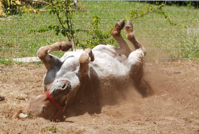 Donkey rolling in sand stock photo. Image of roll, animal - 32766042