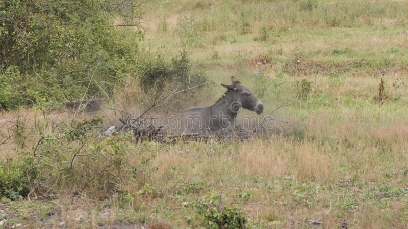 A Donkey Rolls Around Happily in Ash and Dirt in the Field Stock Video ...