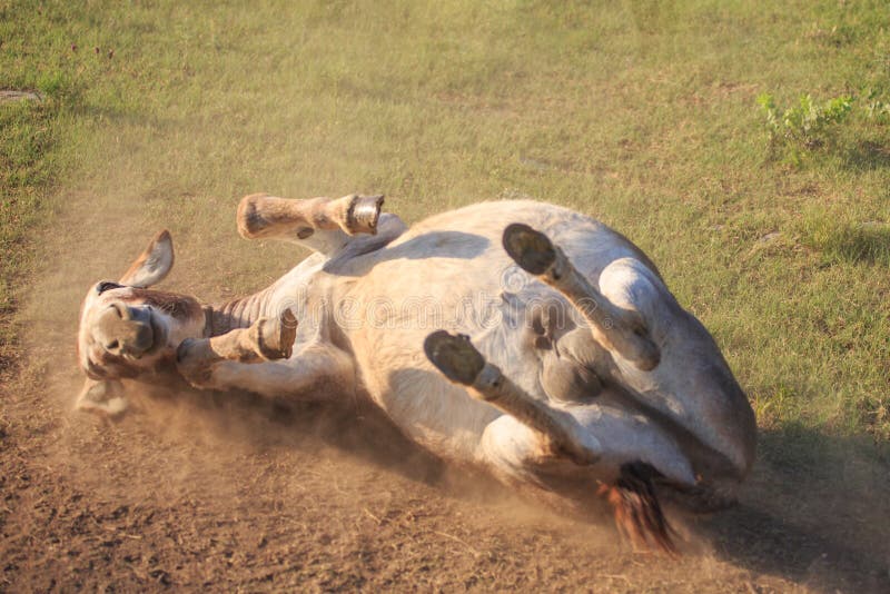 Donkey rolls on his back stock image. Image of humorous - 75091393