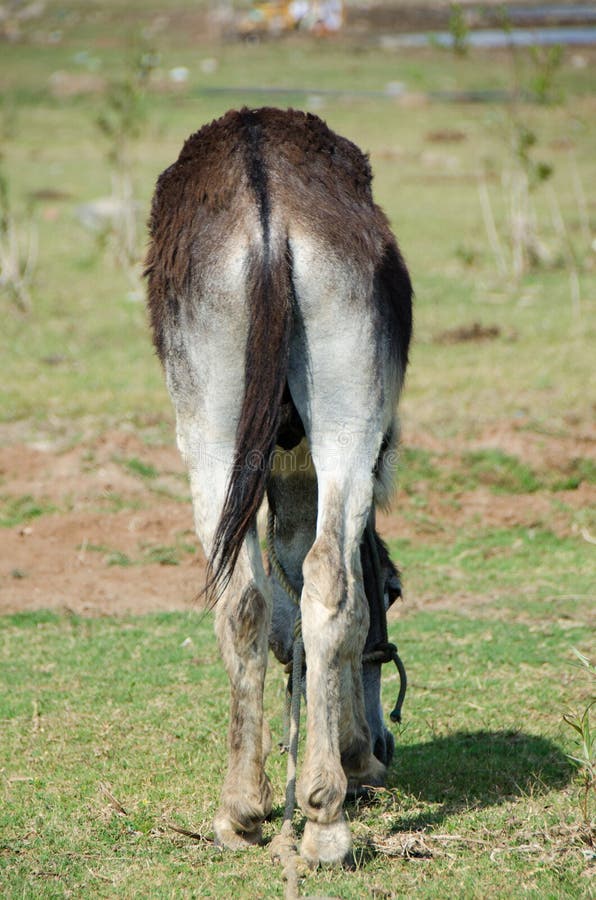 Donkey s stock photo. Image of animal, field, chapala - 50765048