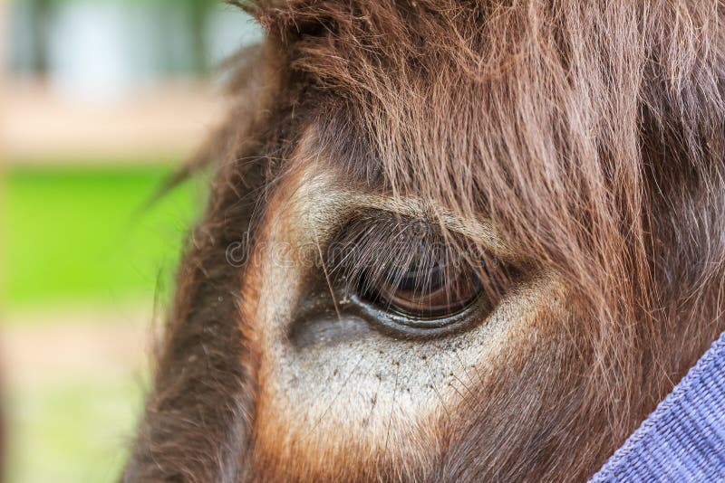 Donkey s eye stock image. Image of farming, friendly - 73349261