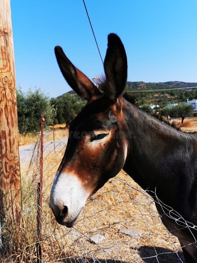 Donkey, Donkey S, Greek Donkey Stock Photo - Image of halter, horn ...