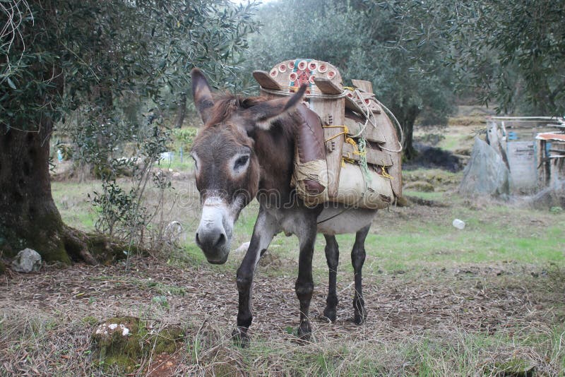 Donkey`s life stock photo. Image of life, greece, donkey - 54137132