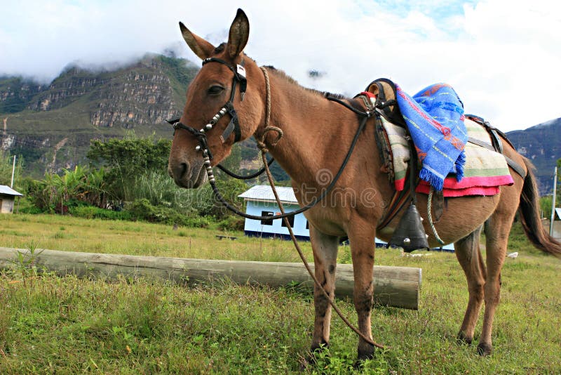 Donkey with Saddle stock image. Image of waiting, farm - 45894511