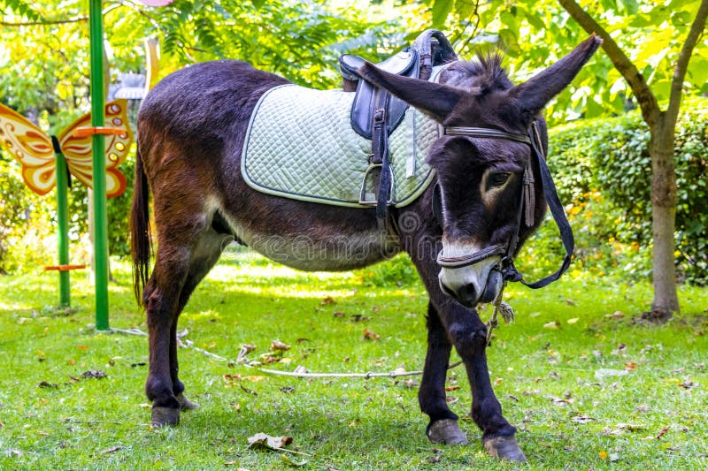 Donkey with Saddle in the Green Park in Brest Belarus Stock Image ...