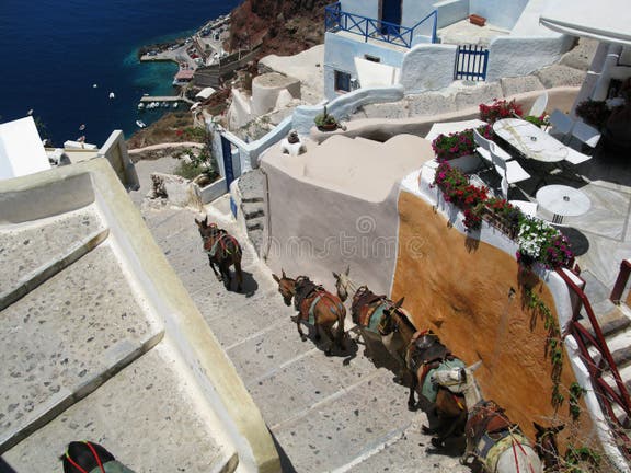 Donkey in Santorini stock photo. Image of volcano, landscape - 20418054
