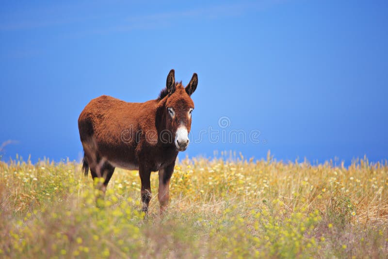 Cyprus donkey stock photo. Image of cyprus, treasure - 40813830