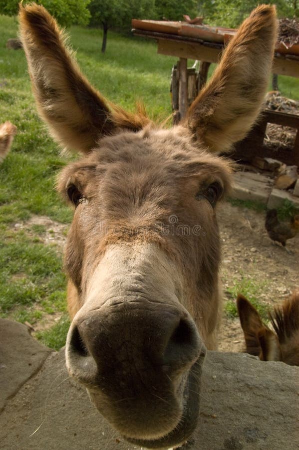 Donkey Saying Hello stock image. Image of face, selfsufficient - 37178445