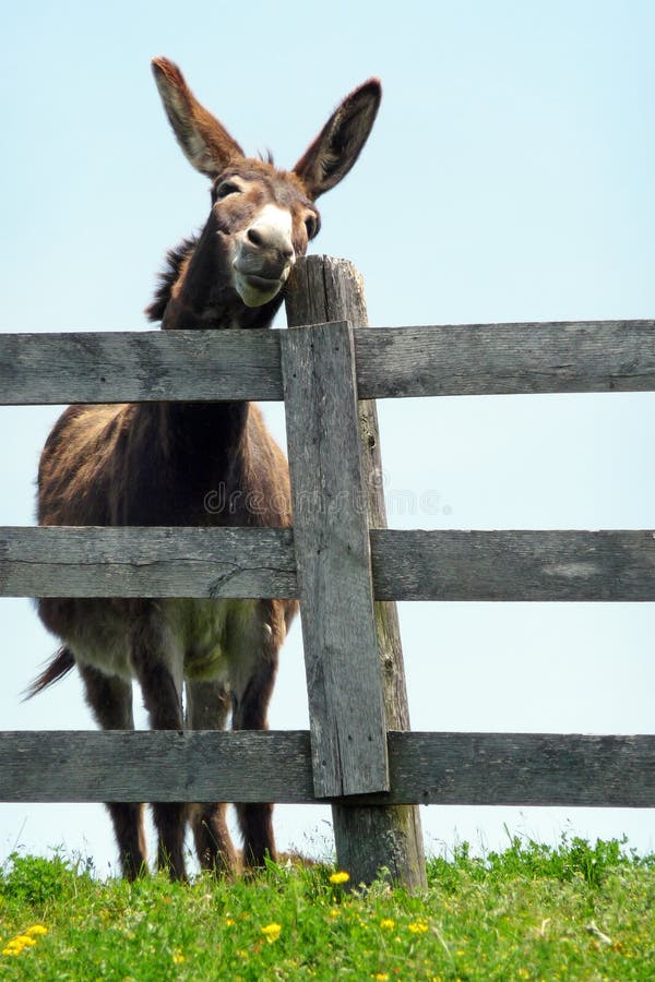 Donkey Scratching Its Face on a Wooden Fence Stock Image - Image of ...