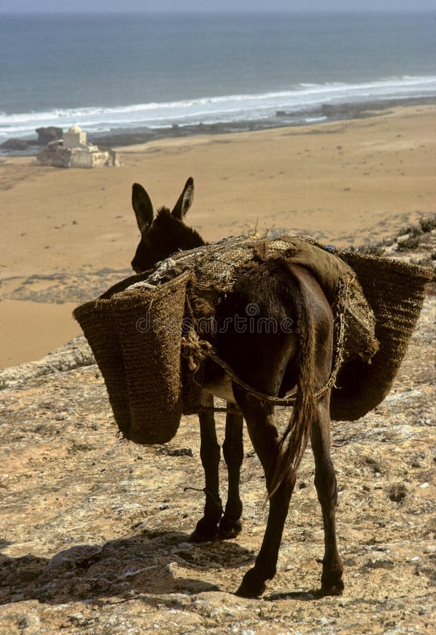 Donkey and sea stock image. Image of rock, beach, donkey - 1909653