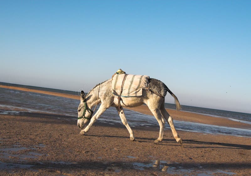 Donkey on seacoast stock image. Image of animal, filled - 4402529