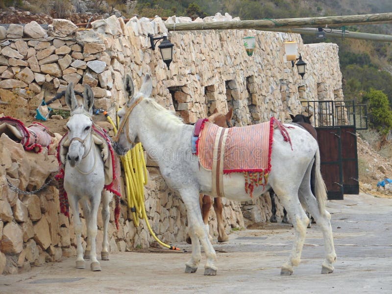 Spanish Donkey In Green Landscape Stock Image - Image of mule, nobody ...