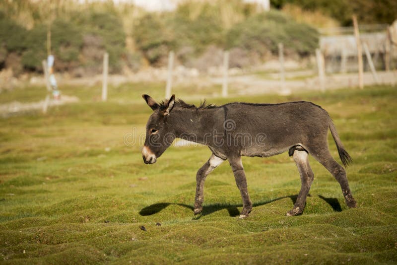 Donkey at Shey palace stock image. Image of field, animals - 48414109