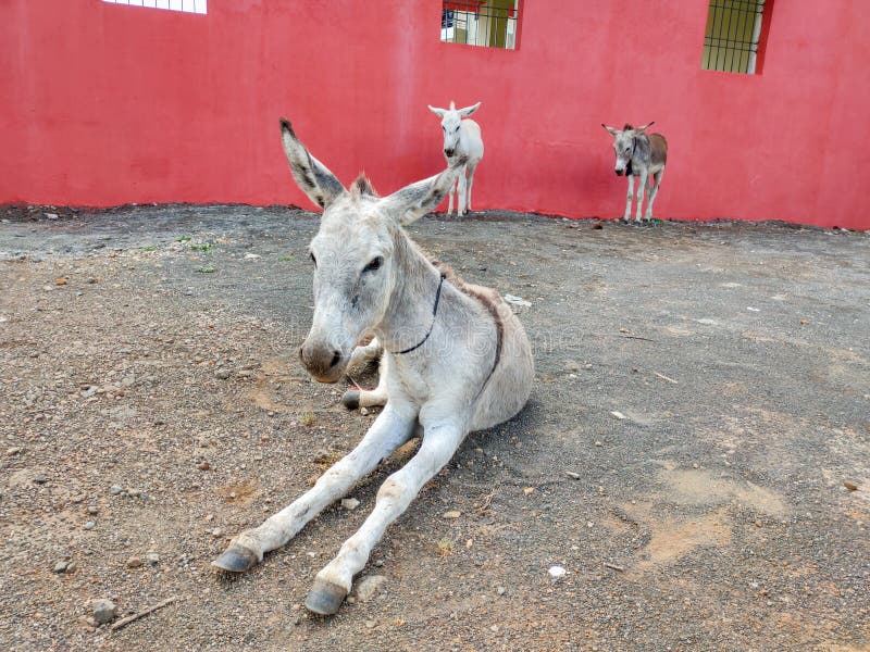 Donkey Showing Legs Funny Donkey Stock Image - Image of legs, goats ...