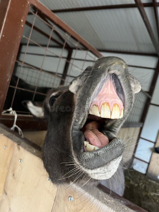Donkey Showing Teeth while Braying Inside a Barn Stall Stock Image ...