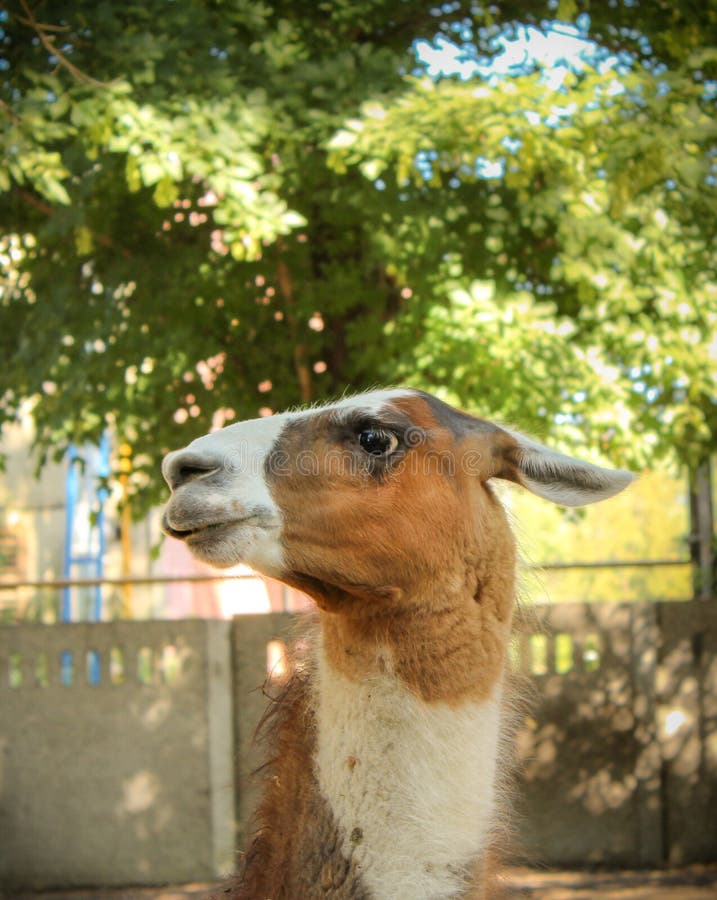 Donkey from Side View in the Zoo. Editorial Photo - Image of endangered ...